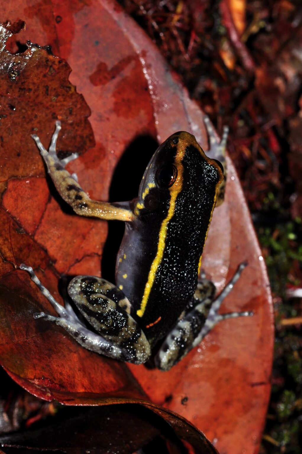 13 Black Frogs and Toads in The World (with Pictures)