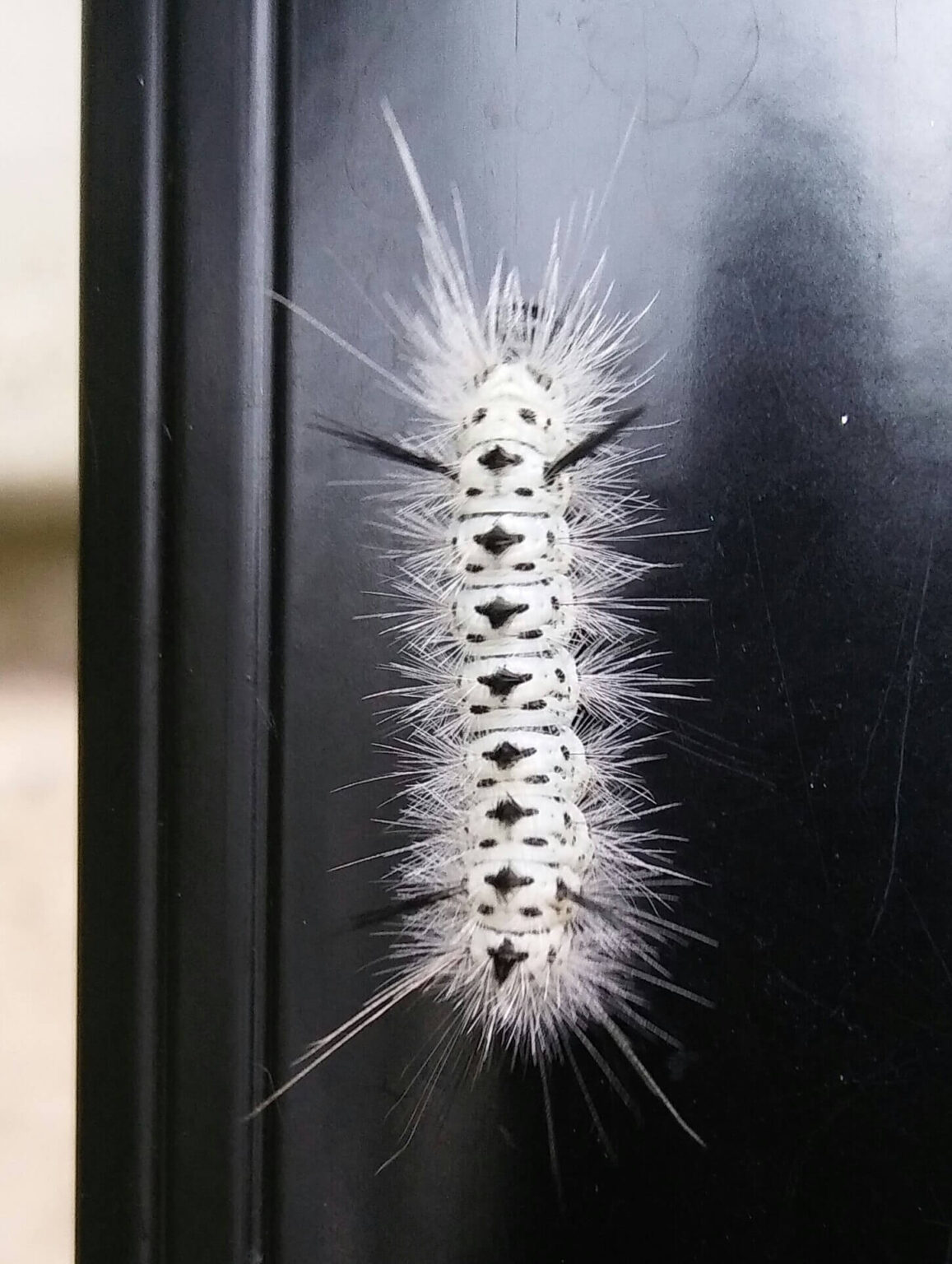 20 Black and White Caterpillars (Some Cause Rashes)