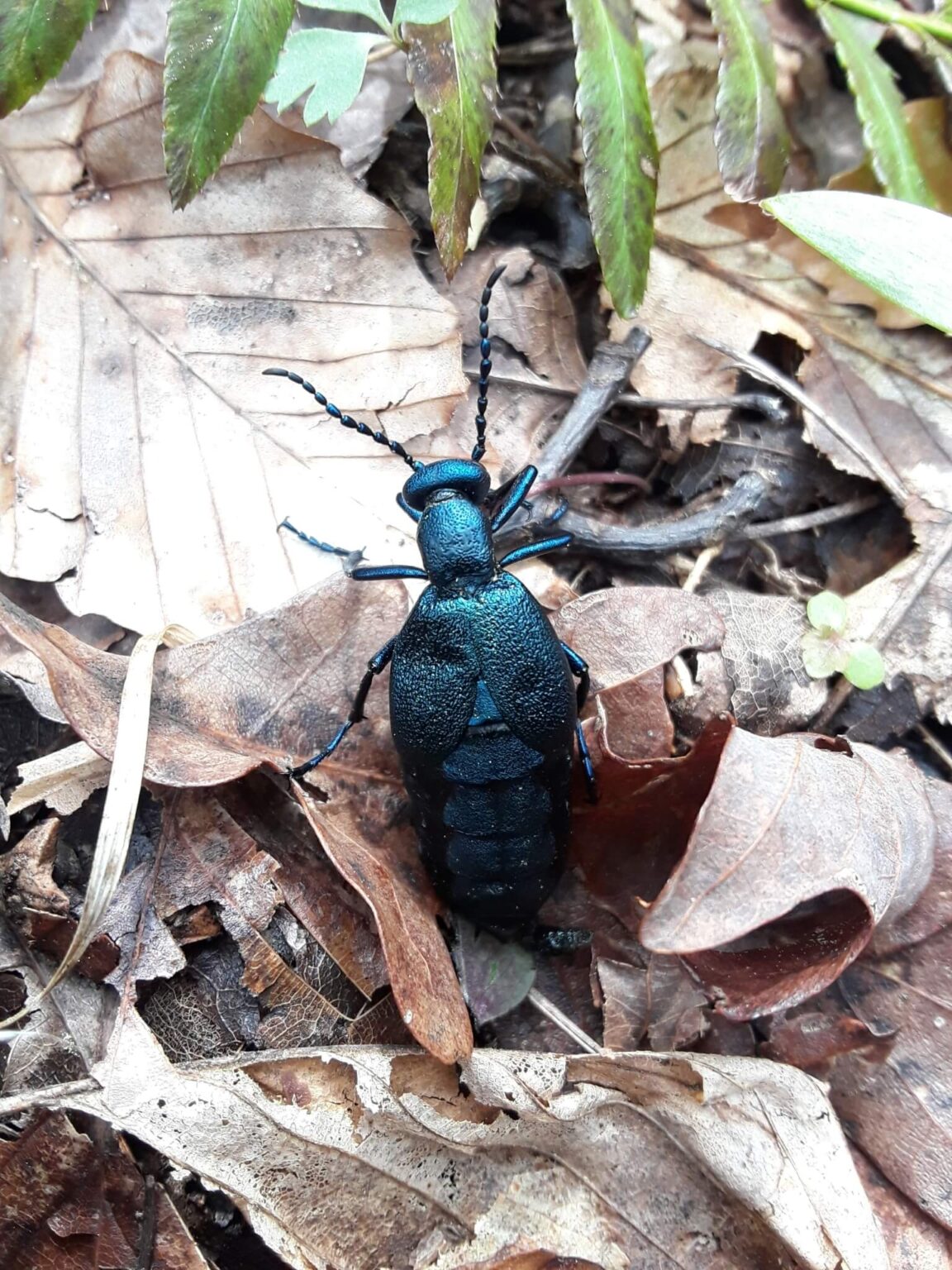 26 Amazing Blue Beetles You May Encounter (with Pictures)