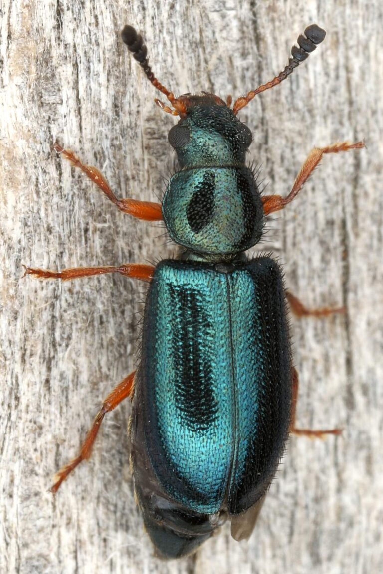 26 Amazing Blue Beetles You May Encounter (with Pictures)
