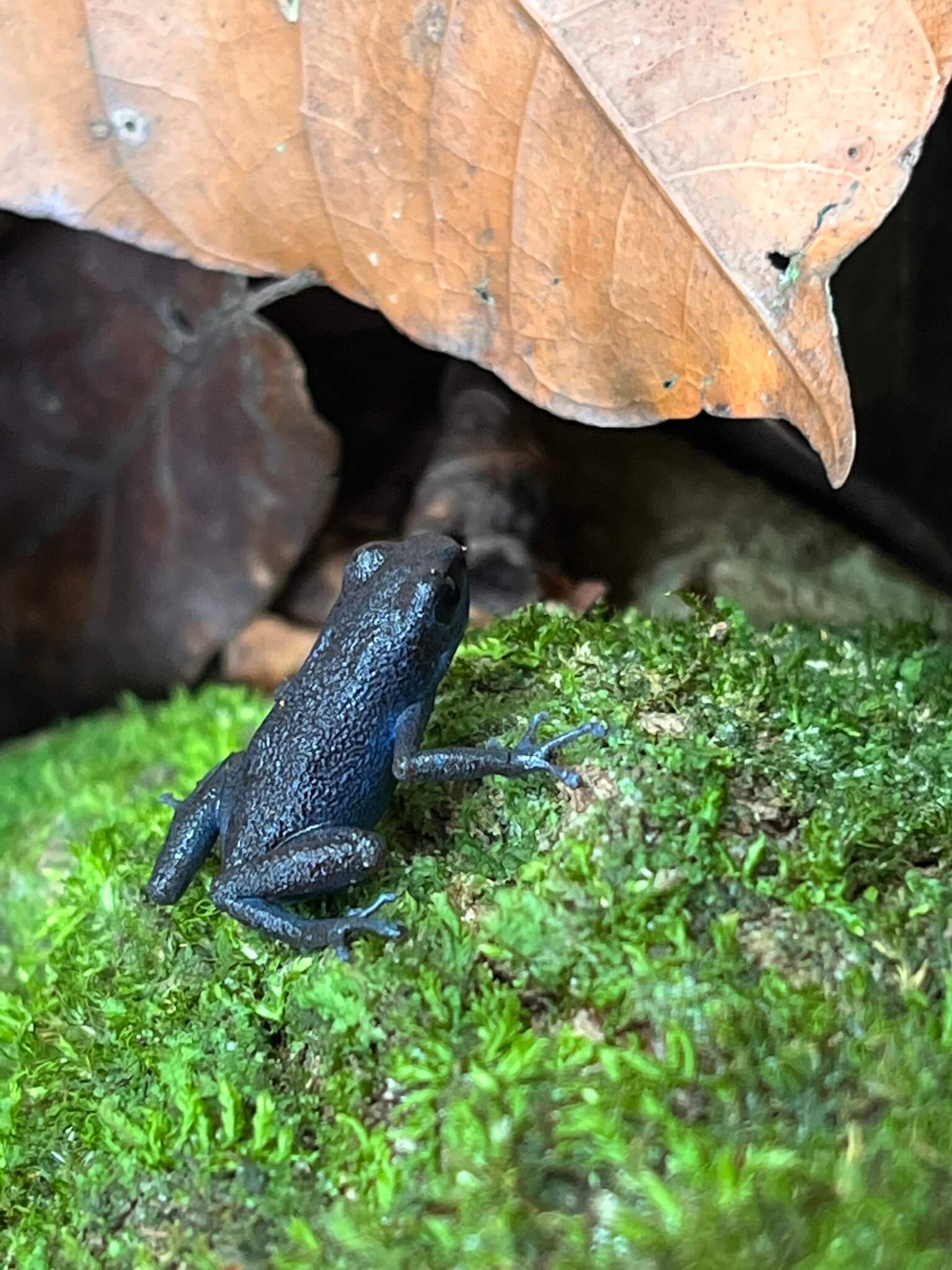 12 Beautiful Blue Frogs in The World (with Pictures)