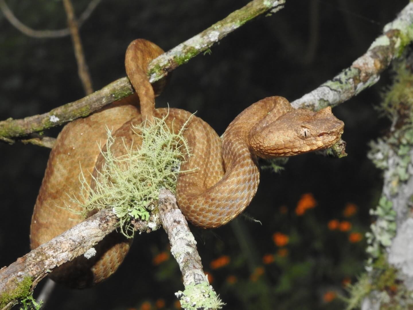 21 Snakes with Horns (on The Head or Nose)