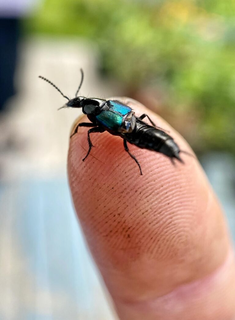 26 Amazing Blue Beetles You May Encounter (with Pictures)