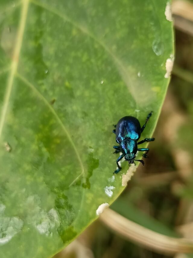 26 Amazing Blue Beetles You May Encounter (with Pictures)