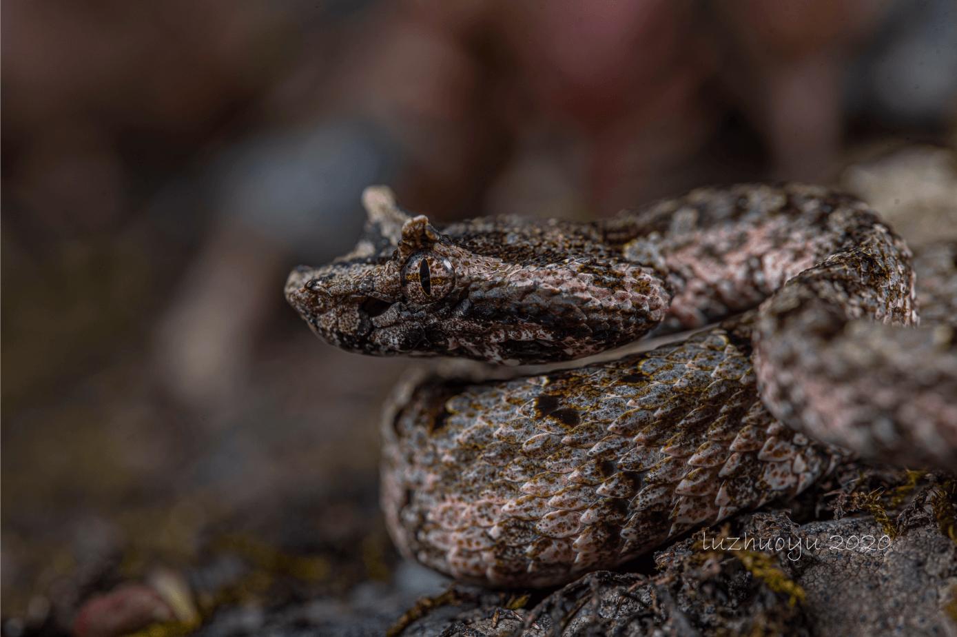 21 Snakes with Horns (on The Head or Nose)