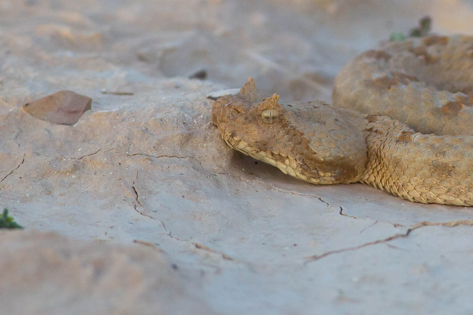 21 Snakes with Horns (on The Head or Nose)