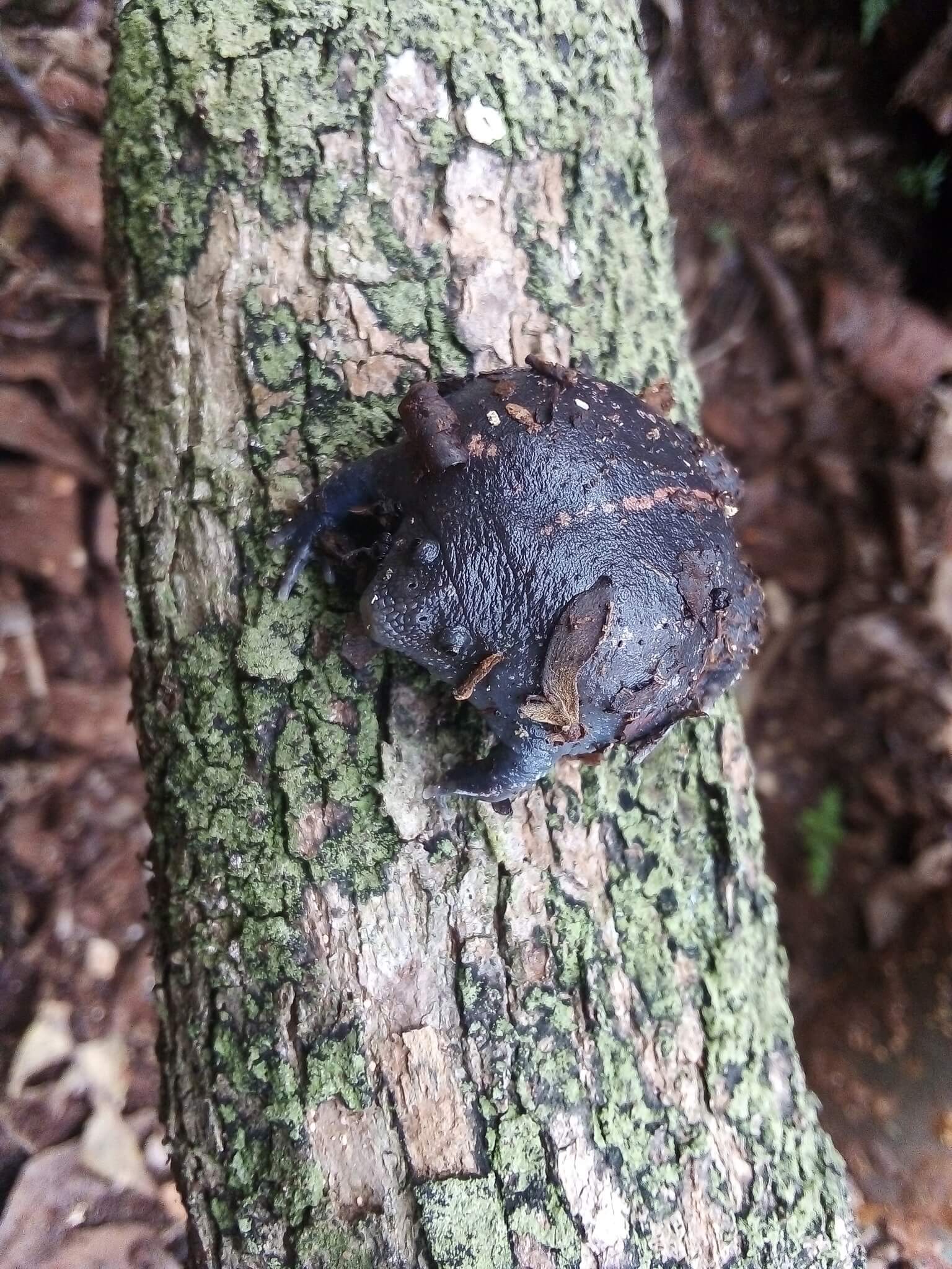 13 Black Frogs and Toads in The World (with Pictures)