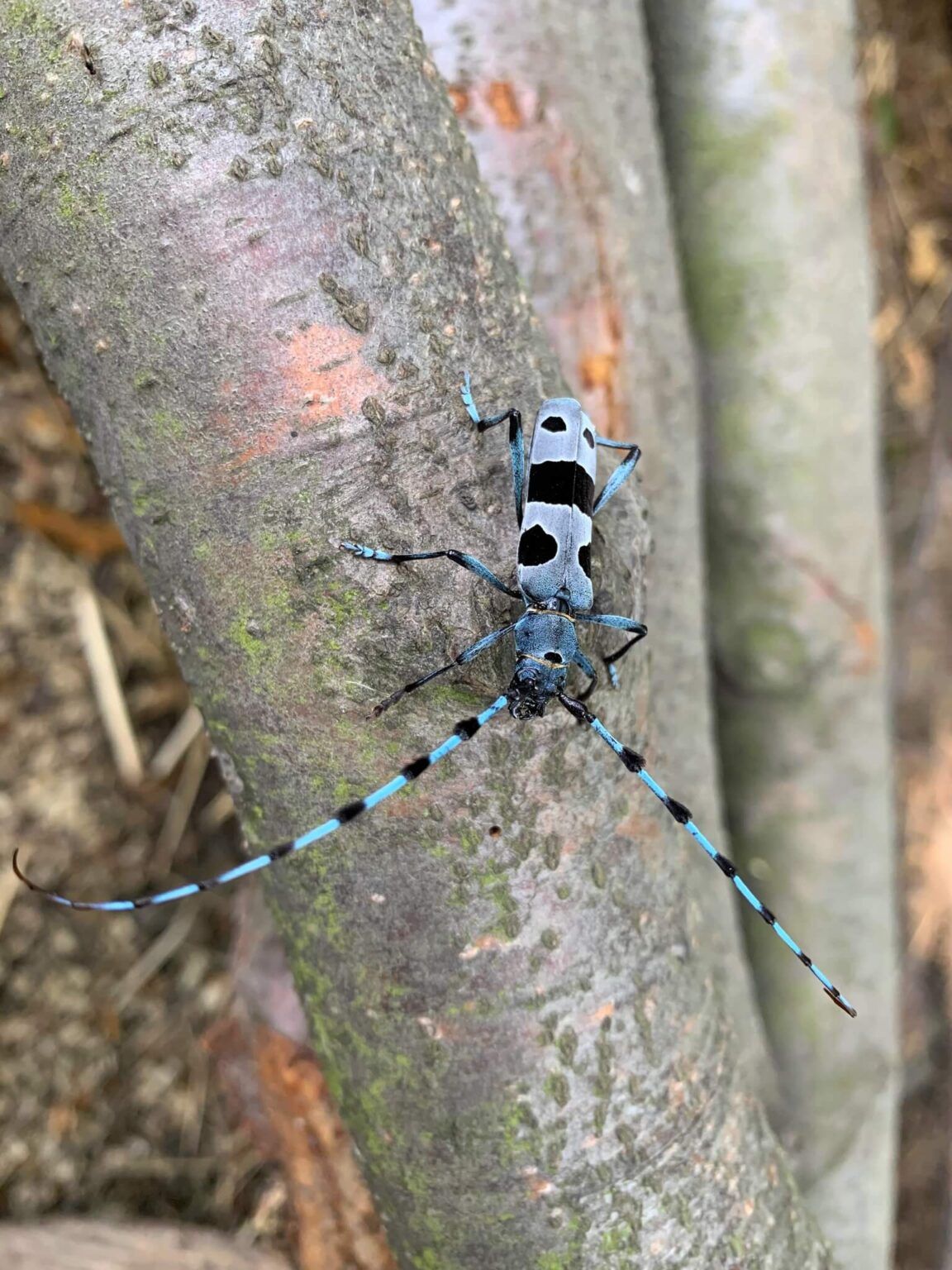 26 Amazing Blue Beetles You May Encounter (with Pictures)