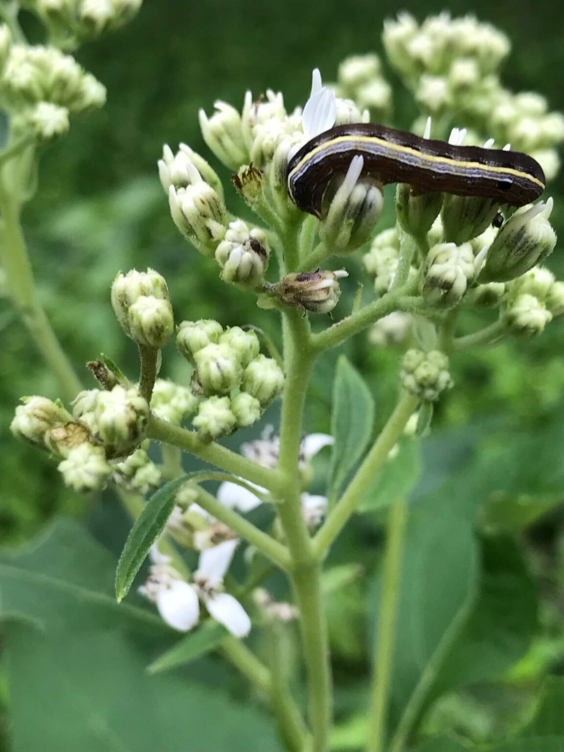 20 Black and White Caterpillars (Some Cause Rashes)