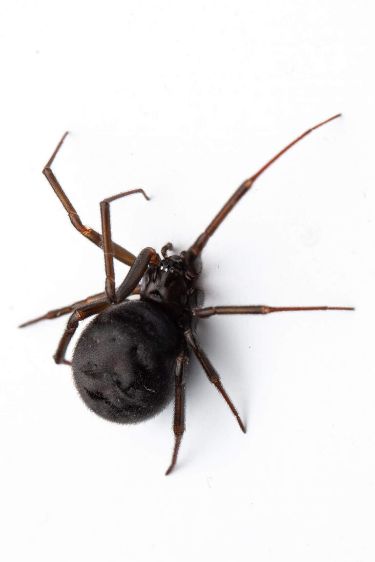 33 Types of Black Spiders (Pictures and Identification Guide)