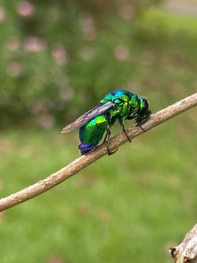 9 Vivid Green Wasps You May See (with Pictures)