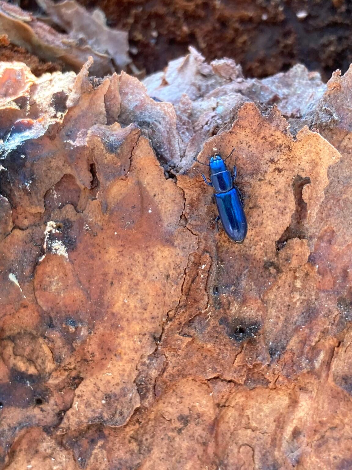 26 Amazing Blue Beetles You May Encounter (with Pictures)