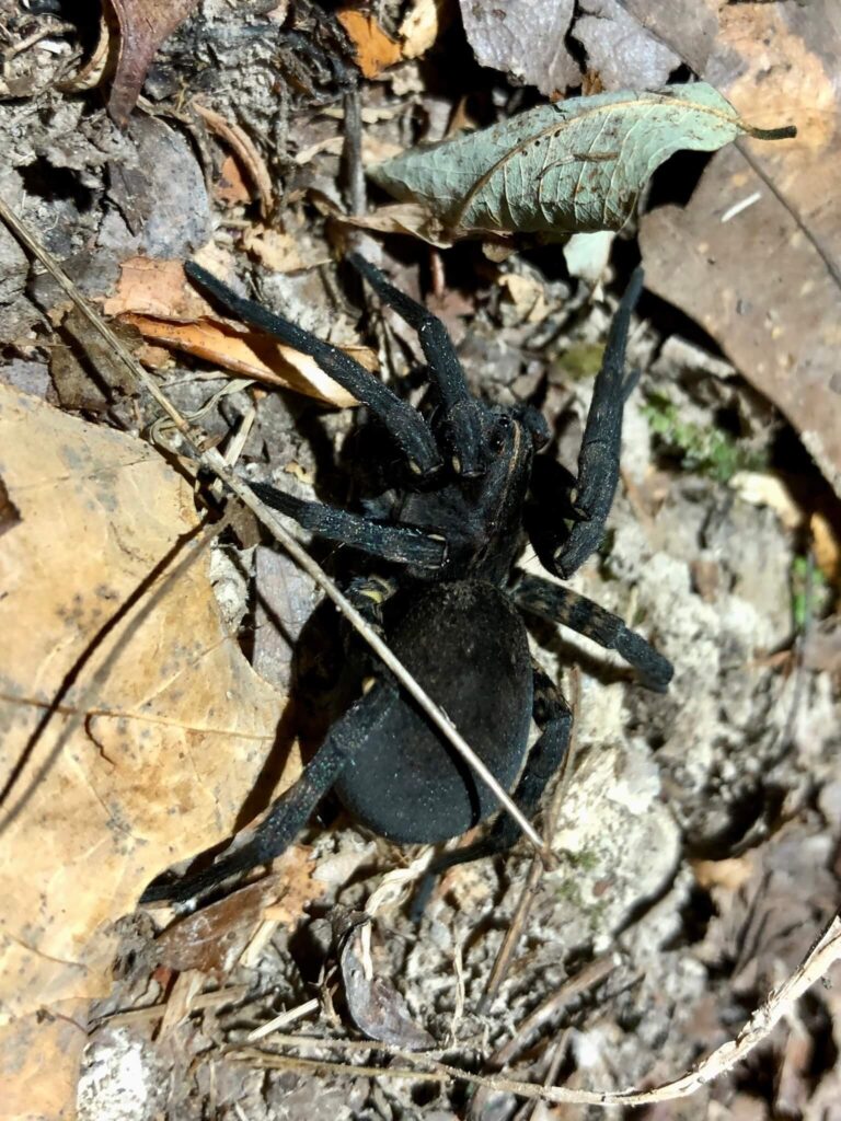 33 Types of Black Spiders (Pictures and Identification Guide)