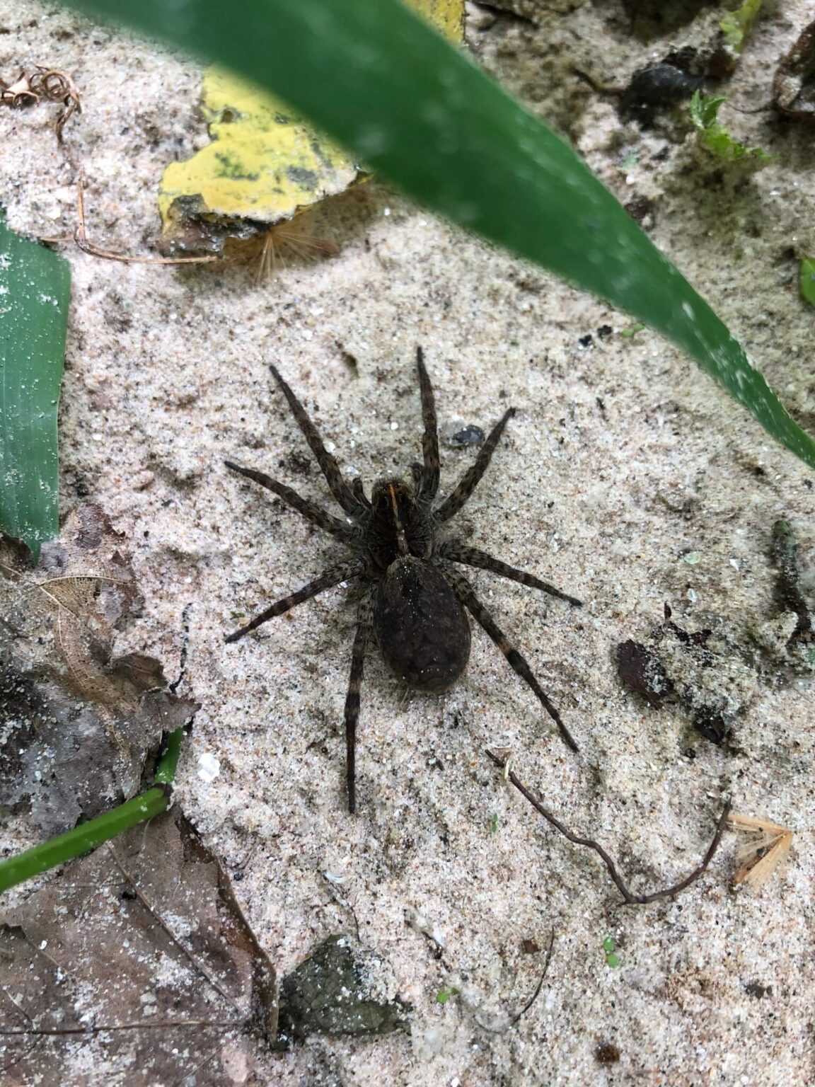 33 Types of Black Spiders (Pictures and Identification Guide)