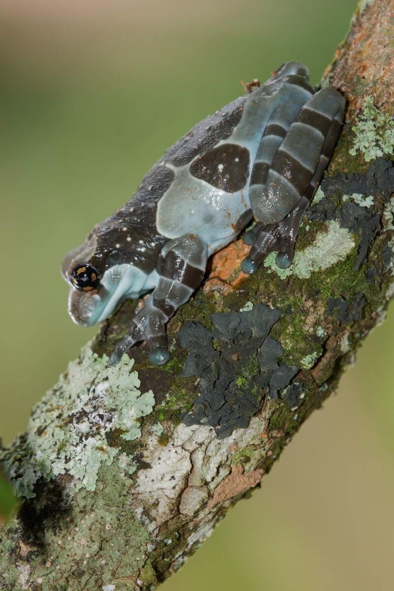 12 Beautiful Blue Frogs in The World (with Pictures)