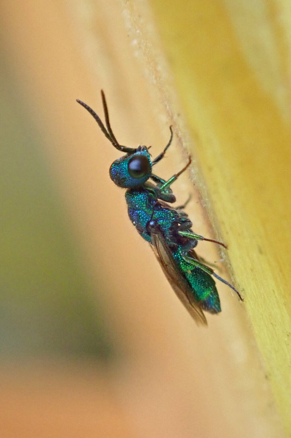9 Vivid Green Wasps You May See (with Pictures)
