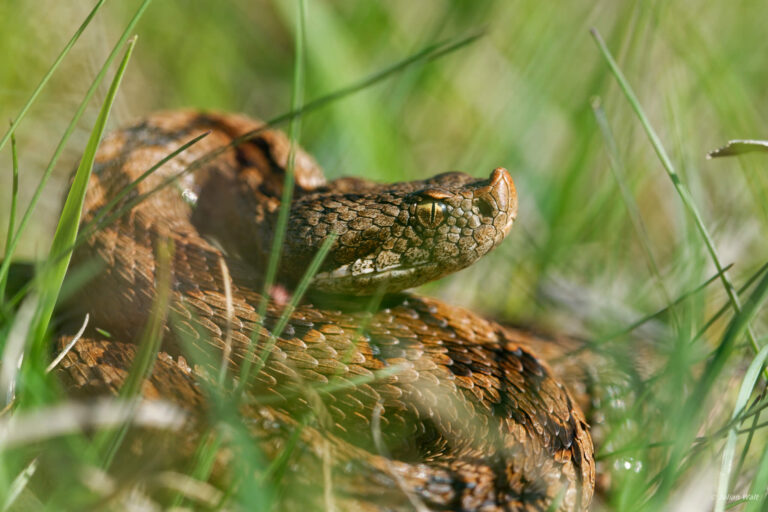 21 Snakes with Horns (on The Head or Nose)