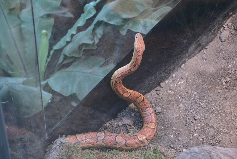 32 Snakes in Kentucky (4 Species Are Venomous)