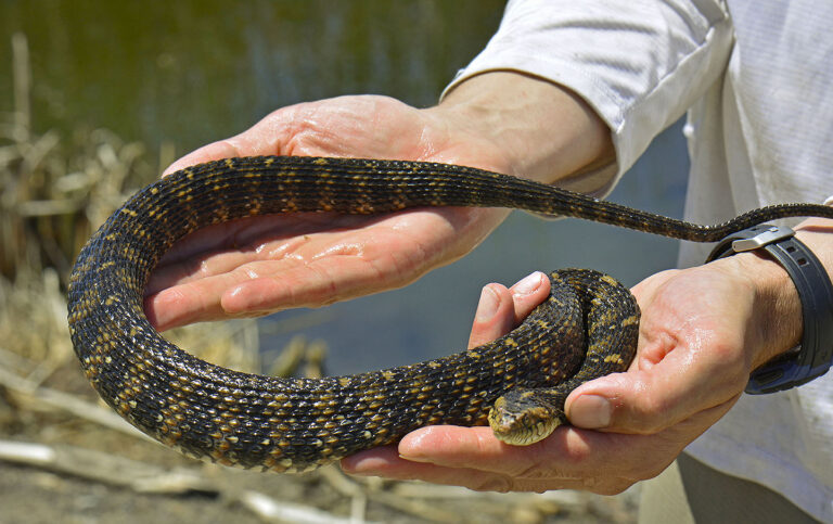 32 Snakes in Kentucky (4 Species Are Venomous)