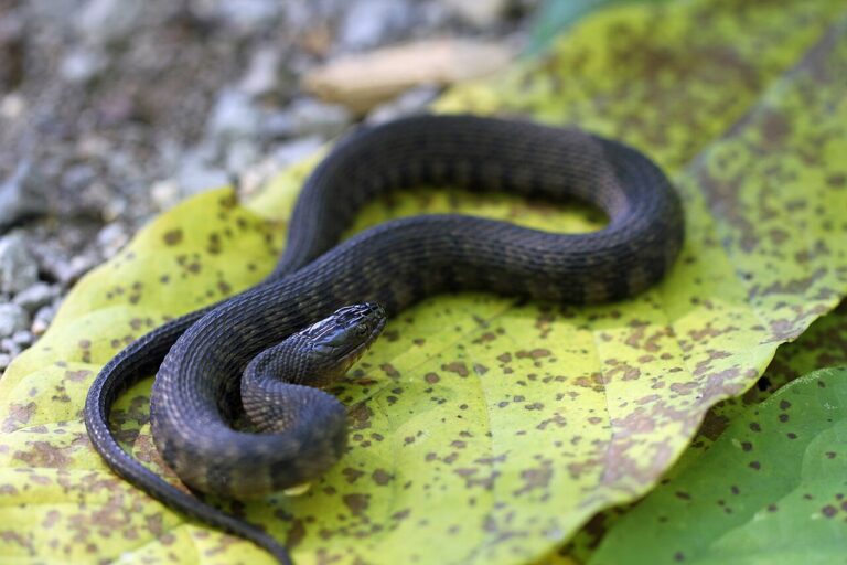 32 Snakes in Kentucky (4 Species Are Venomous)