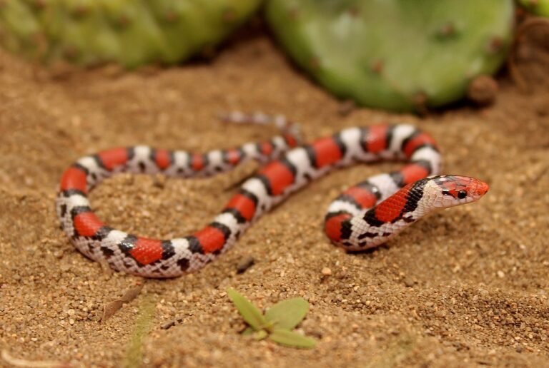 32 Snakes in Kentucky (4 Species Are Venomous)