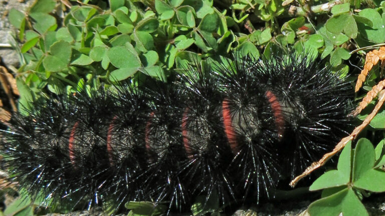 31 Caterpillars in Ohio (Pictures and Identification)