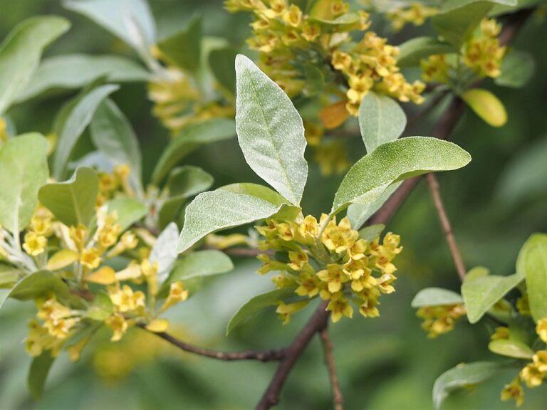 41 Invasive Species in Ohio (Plants and Animals)