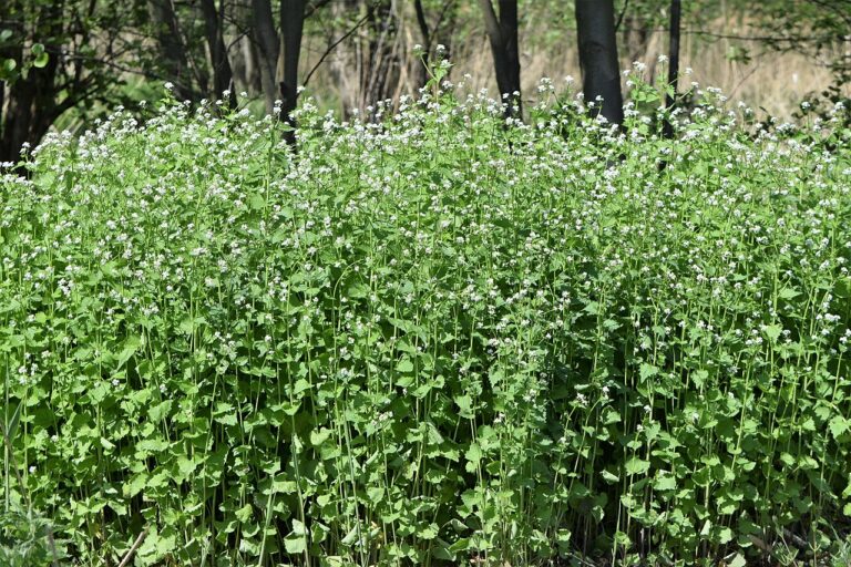 41 Invasive Species in Ohio (Plants and Animals)