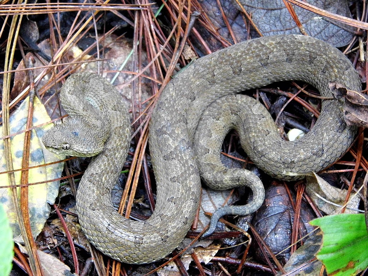 21 Snakes with Horns (on The Head or Nose)