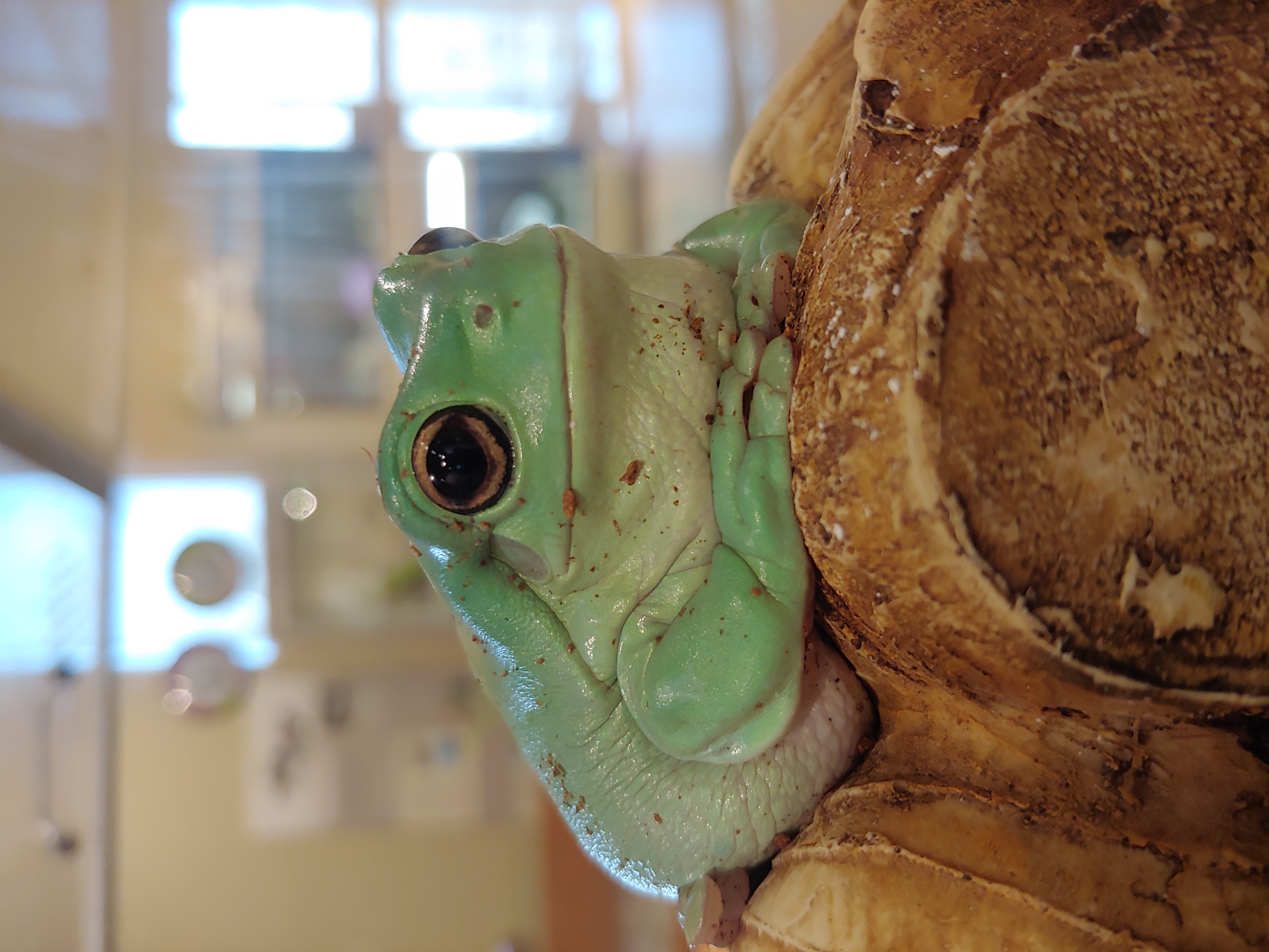 12 Beautiful Blue Frogs in The World (with Pictures)