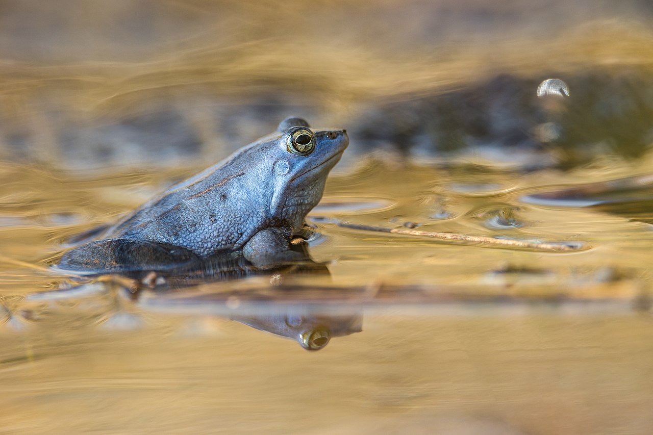 12 Beautiful Blue Frogs in The World (with Pictures)