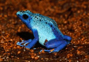 12 Beautiful Blue Frogs in The World (with Pictures)