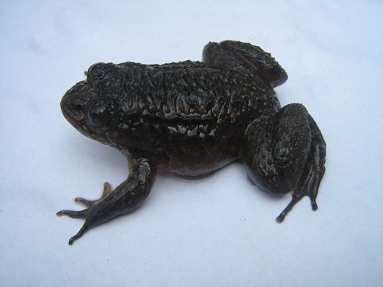 13 Black Frogs and Toads in The World (with Pictures)