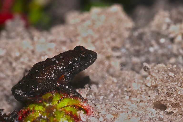 13 Black Frogs and Toads in The World (with Pictures)