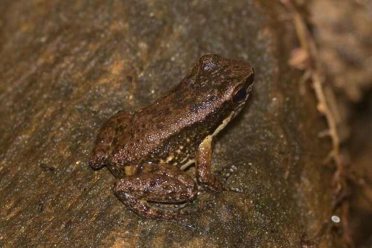 13 Black Frogs and Toads in The World (with Pictures)
