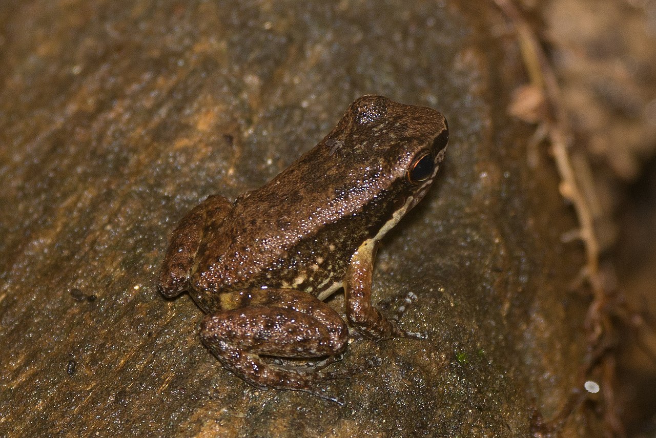 13 Black Frogs and Toads in The World (with Pictures)