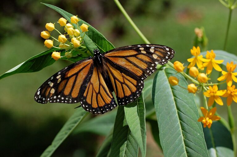 39 Orange Butterflies In North America (with Pictures)