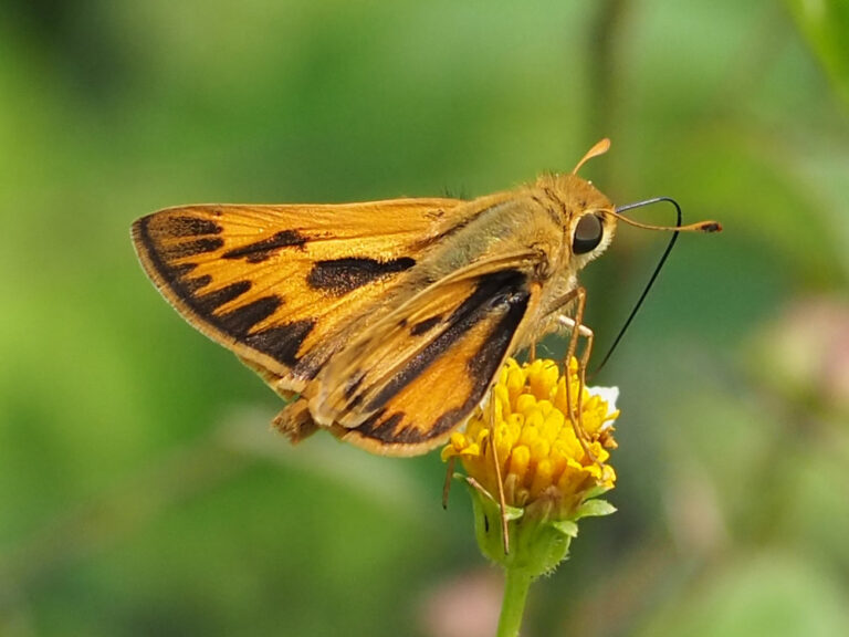 39 Orange Butterflies In North America (with Pictures)