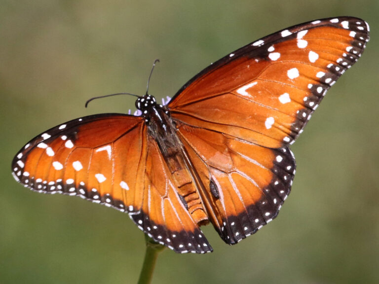 39 Orange Butterflies In North America (with Pictures)