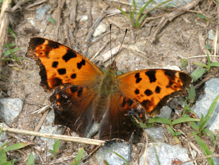 39 Orange Butterflies In North America (with Pictures)
