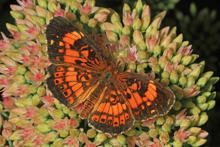 39 Orange Butterflies In North America (with Pictures)