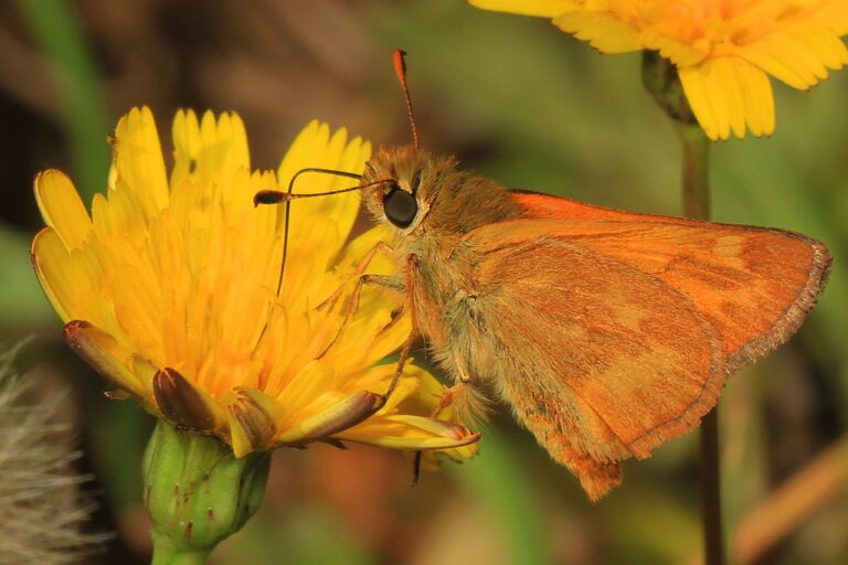 39 Orange Butterflies In North America (with Pictures)