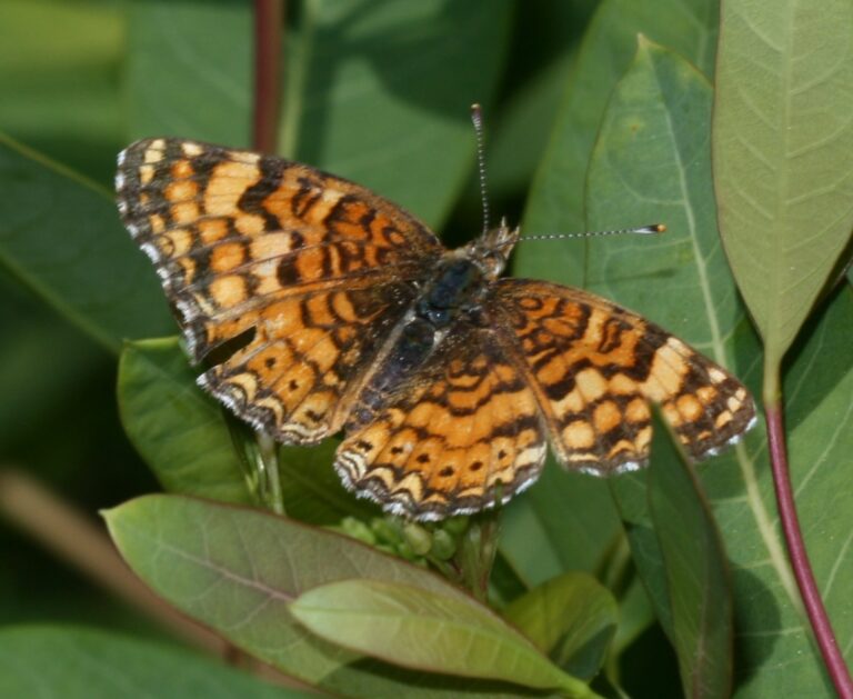 39 Orange Butterflies In North America (with Pictures)