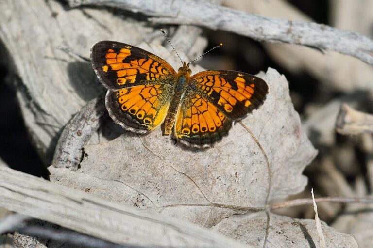 39 Orange Butterflies In North America (with Pictures)