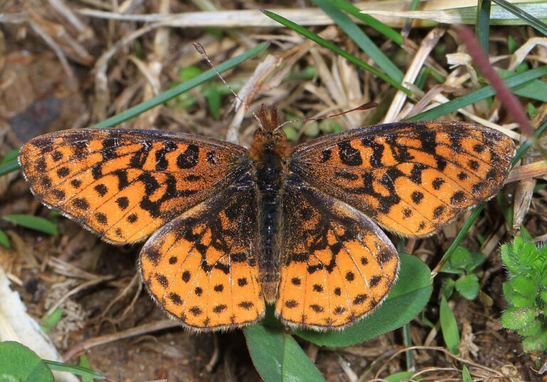 39 Orange Butterflies In North America (with Pictures)