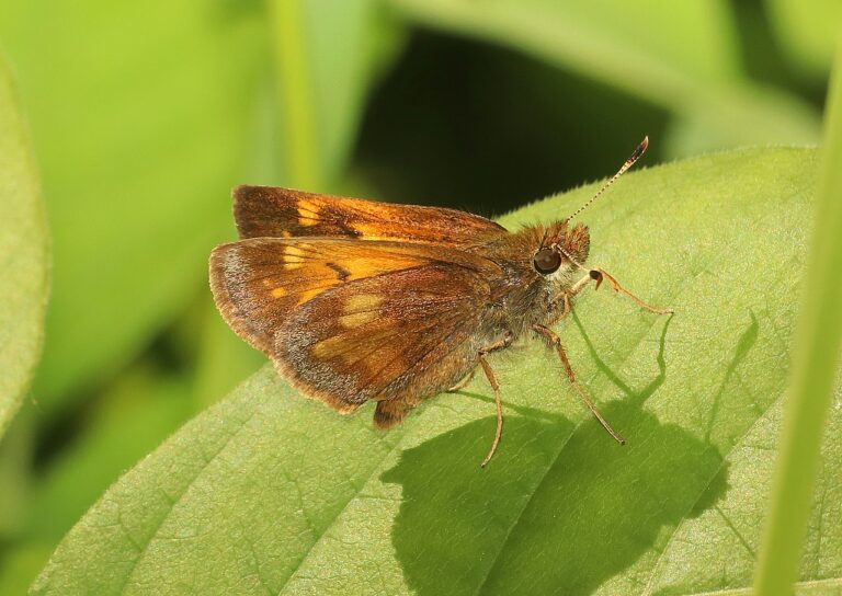39 Orange Butterflies In North America (with Pictures)