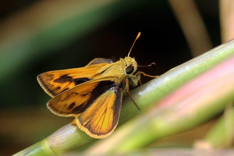 39 Orange Butterflies In North America (with Pictures)