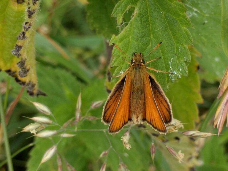 39 Orange Butterflies In North America (with Pictures)