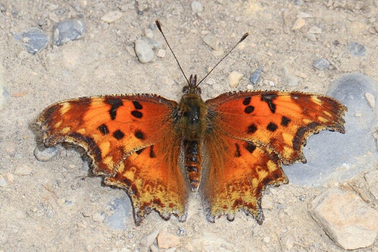 39 Orange Butterflies In North America (with Pictures)