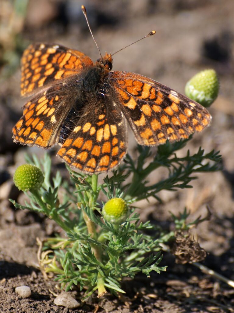 39 Orange Butterflies In North America (with Pictures)
